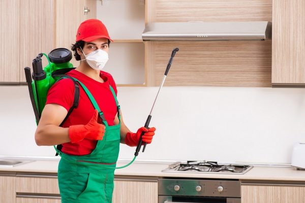 Fumigar la Casa » Todo lo que Necesitas Saber Antes